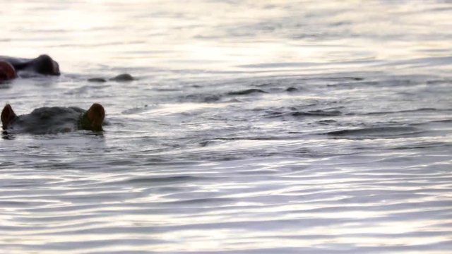 Quando Bilder – Durchsuchen 228 Archivfotos, Vektorgrafiken und Videos ...