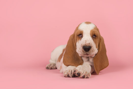 รูปภาพBasset – เลือกดูภาพถ่ายสต็อก เวกเตอร์ และวิดีโอ10,174 | Adobe Stock