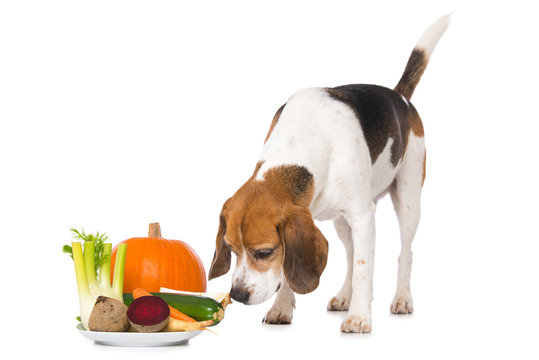 Barf Bilder – Durchsuchen 2,697 Archivfotos, Vektorgrafiken und Videos ...