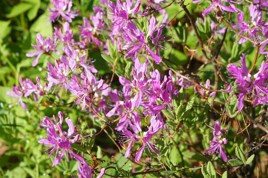 Rhodora Images – Browse 28 Stock Photos, Vectors, and Video | Adobe Stock