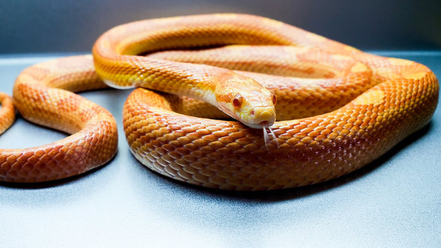 "Orange Snake" Images – Browse 234 Stock Photos, Vectors, and Video ...