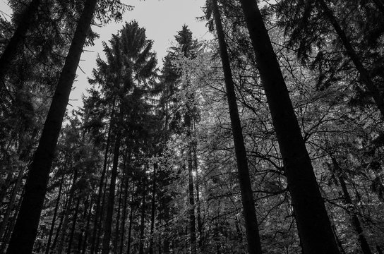 LAS 17,117 MEJORES IMÁGENES, FOTOS DE ARCHIVO Y VECTORES DE Lugubre ...