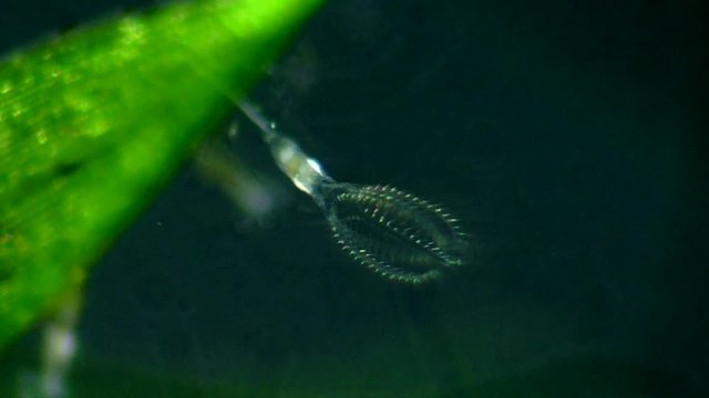 Tierchen Images – Parcourir 360 le catalogue de photos, vecteurs et vidéos | Adobe Stock