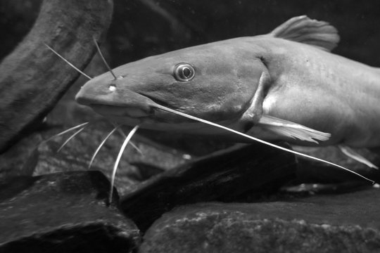 「Bagre」の写真素材 | 161件の無料イラスト画像 | Adobe Stock