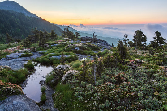 "Alpine Plants" Images – Browse 17,863 Stock Photos, Vectors, and Video ...