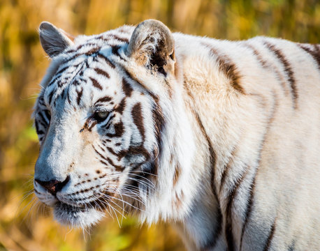 Reagle Images – Browse 42 Stock Photos, Vectors, and Video | Adobe Stock