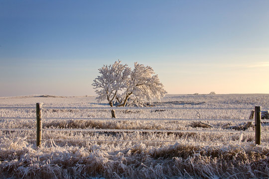 Saskatchewan Winter Landscape