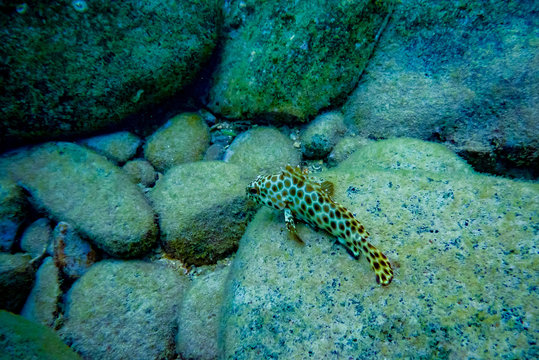 รูปภาพ"Spot Fish" – เลือกดูภาพถ่ายสต็อก เวกเตอร์ และวิดีโอ541 | Adobe Stock