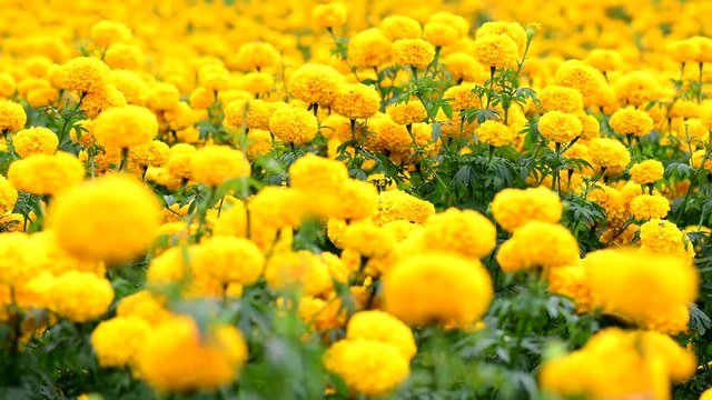 Marigold Field Images – Browse 100,519 Stock Photos, Vectors, and Video ...