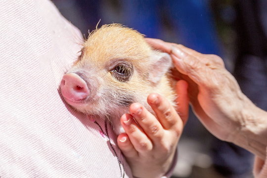 Minischwein Bilder – Durchsuchen 4,892 Archivfotos, Vektorgrafiken und ...