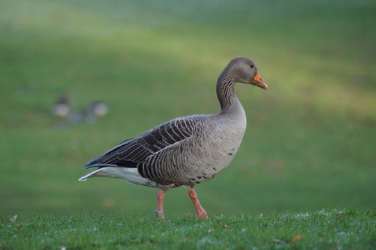Graugans bilder – Bläddra bland 5,386 stockfoton, vektorer och videor ...