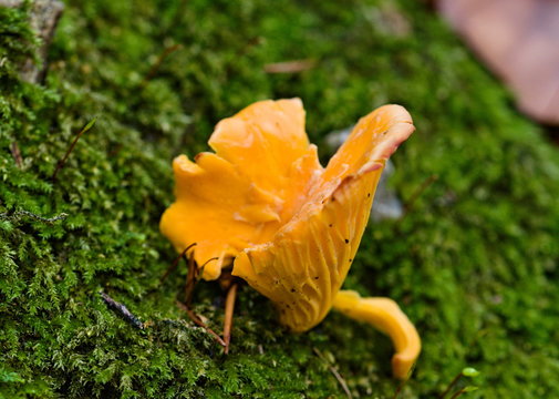 Finferlo-Bilder: Stock-Fotos & -Videos. | Adobe Stock