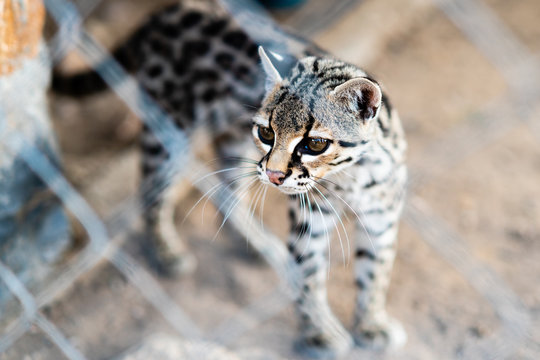 รูปภาพOcelote – เลือกดูภาพถ่ายสต็อก เวกเตอร์ และวิดีโอ113 | Adobe Stock