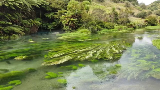 Putaruru Images – Browse 273 Stock Photos, Vectors, and Video | Adobe Stock