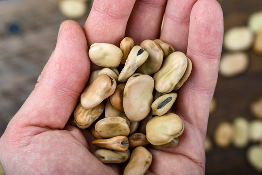 Pferdebohnen Bilder – Durchsuchen 2,249 Archivfotos, Vektorgrafiken und ...