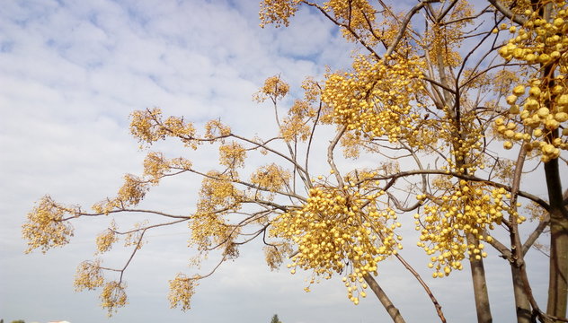 Racimos Images – Browse 779 Stock Photos, Vectors, and Video | Adobe Stock