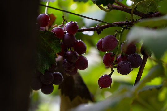 Groselha Bilder – Durchsuchen 377 Archivfotos, Vektorgrafiken und ...
