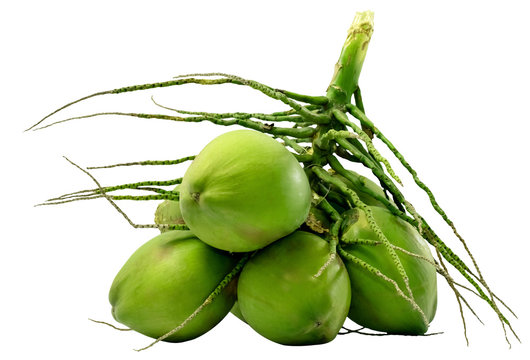 Afbeeldingen over "Green Coconut" – Blader in stockfoto's, vectoren en video's over 1,152 ...