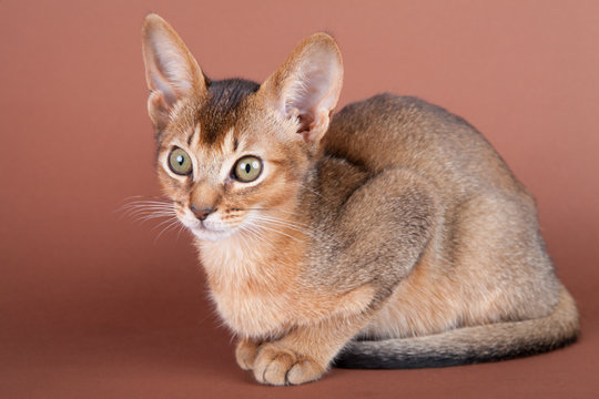 รูปภาพAbyssinian – เลือกดูภาพถ่ายสต็อก เวกเตอร์ และวิดีโอ14,135 | Adobe ...