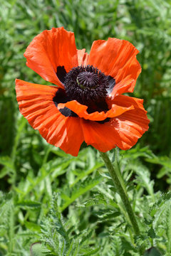 Arznei-Mohn Bilder – Durchsuchen 68 Archivfotos, Vektorgrafiken und ...