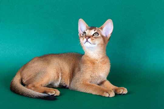 รูปภาพAbyssinian – เลือกดูภาพถ่ายสต็อก เวกเตอร์ และวิดีโอ14,135 | Adobe ...