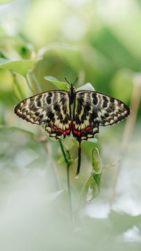 Parnassiinae Images – Browse 54 Stock Photos, Vectors, and Video ...