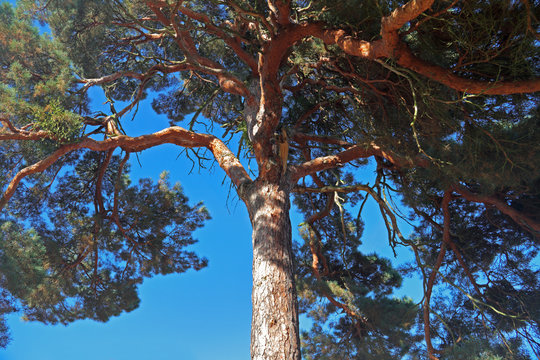 Coniferales Bilder – Durchsuchen 15,886 Archivfotos, Vektorgrafiken und ...