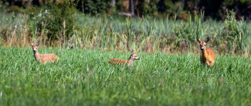 รูปภาพRoe – เลือกดูภาพถ่ายสต็อก เวกเตอร์ และวิดีโอ146,440 | Adobe Stock