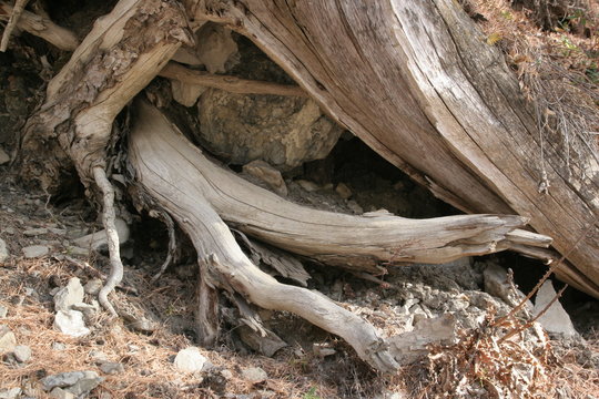 รูปภาพRadice – เลือกดูภาพถ่ายสต็อก เวกเตอร์ และวิดีโอ3,519 | Adobe Stock