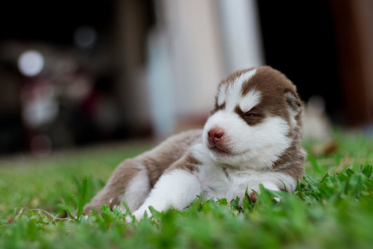 Copper Red Siberian Husky