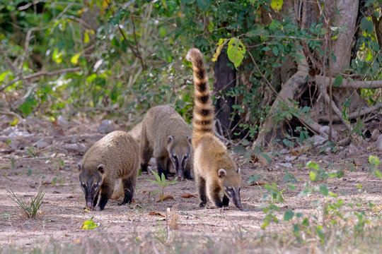 Racon Images – Browse 58 Stock Photos, Vectors, and Video | Adobe Stock