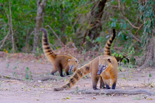 Racon Images – Browse 58 Stock Photos, Vectors, and Video | Adobe Stock