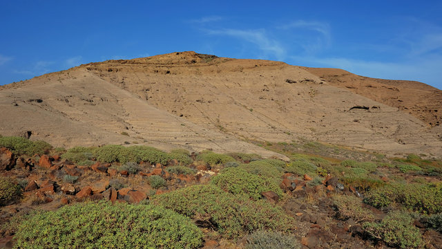 Psammophytes Images – Browse 15 Stock Photos, Vectors, and Video ...