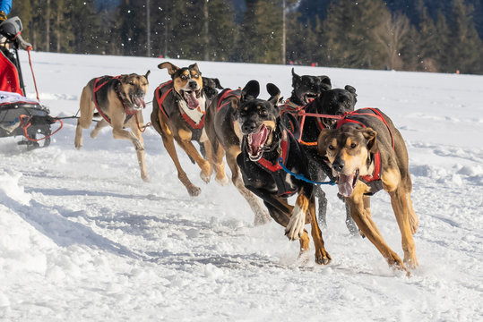 Musher Images – Parcourir 6,378 le catalogue de photos, vecteurs et ...