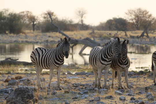 Zebr bilder – Bläddra bland 36 stockfoton, vektorer och videor | Adobe ...