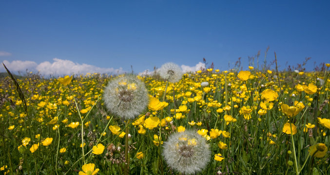 "Prato Fiorito"-Bilder: Stock-Fotos & -Videos. | Adobe Stock