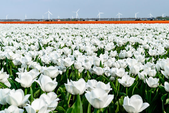 Field Of White Flowers