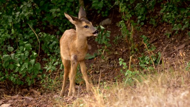 รูปภาพRoe – เลือกดูภาพถ่ายสต็อก เวกเตอร์ และวิดีโอ146,440 | Adobe Stock