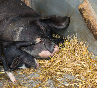 รูปภาพPigglet – เลือกดูภาพถ่ายสต็อก เวกเตอร์ และวิดีโอ181 | Adobe Stock