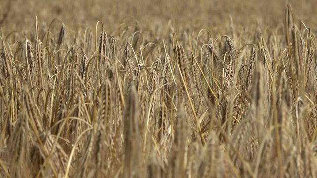 Winterweizen Images – Browse 345 Stock Photos, Vectors, and Video ...