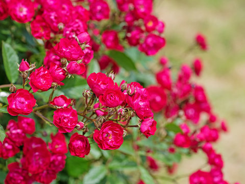 รูปภาพBuschrosen – เลือกดูภาพถ่ายสต็อก เวกเตอร์ และวิดีโอ156 | Adobe Stock