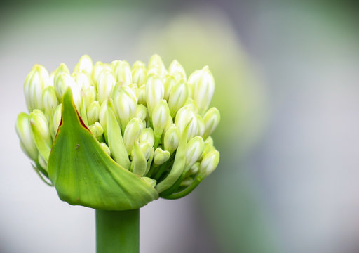 Pre-Bloom Images – Browse 68 Stock Photos, Vectors, and Video | Adobe Stock