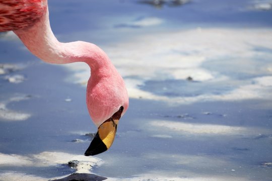 66 BEST Piink IMAGES, STOCK PHOTOS & VECTORS | Adobe Stock