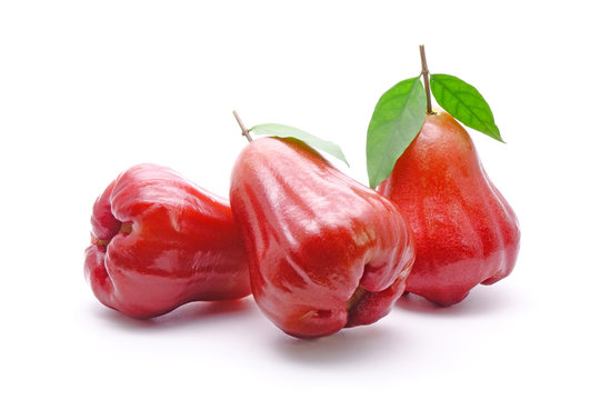 รูปภาพ"Rose Apple" – เลือกดูภาพถ่ายสต็อก เวกเตอร์ และวิดีโอ7,818 ...