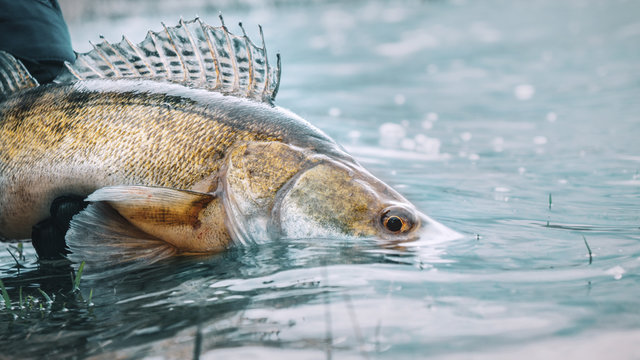 รูปภาพWalleye – เลือกดูภาพถ่ายสต็อก เวกเตอร์ และวิดีโอ6,564 | Adobe Stock
