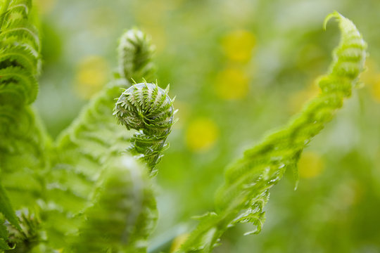 รูปภาพFiddlehead – เลือกดูภาพถ่ายสต็อก เวกเตอร์ และวิดีโอ4,966 | Adobe ...