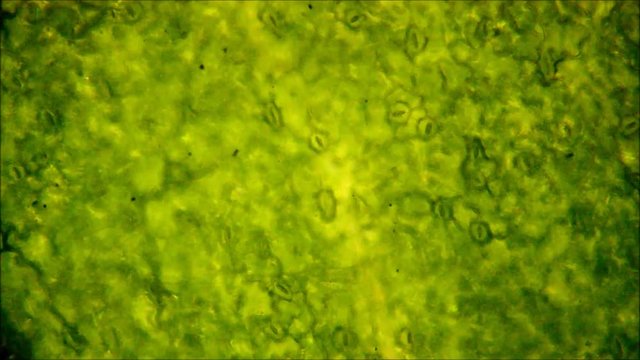 Stomata Microscope
