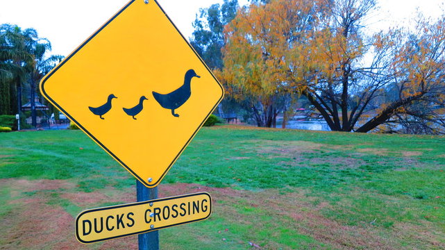 "Duck Crossing" Images – Browse 383 Stock Photos, Vectors, and Video ...