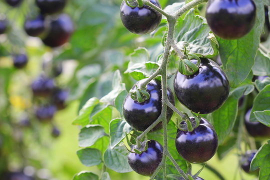 Sunblack bilder – Bläddra bland 34 stockfoton, vektorer och videor ...