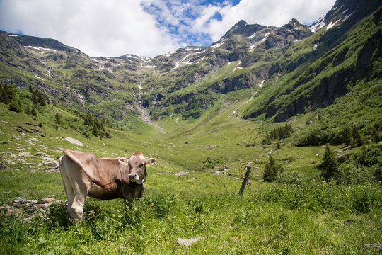 Alp Bilder – Durchsuchen 296,155 Archivfotos, Vektorgrafiken und Videos ...